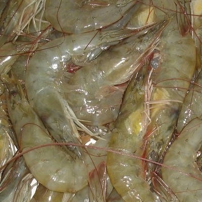 Vannamei Shrimp – BSP